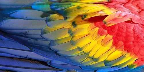 The Parts of a Feather and How Feathers Work