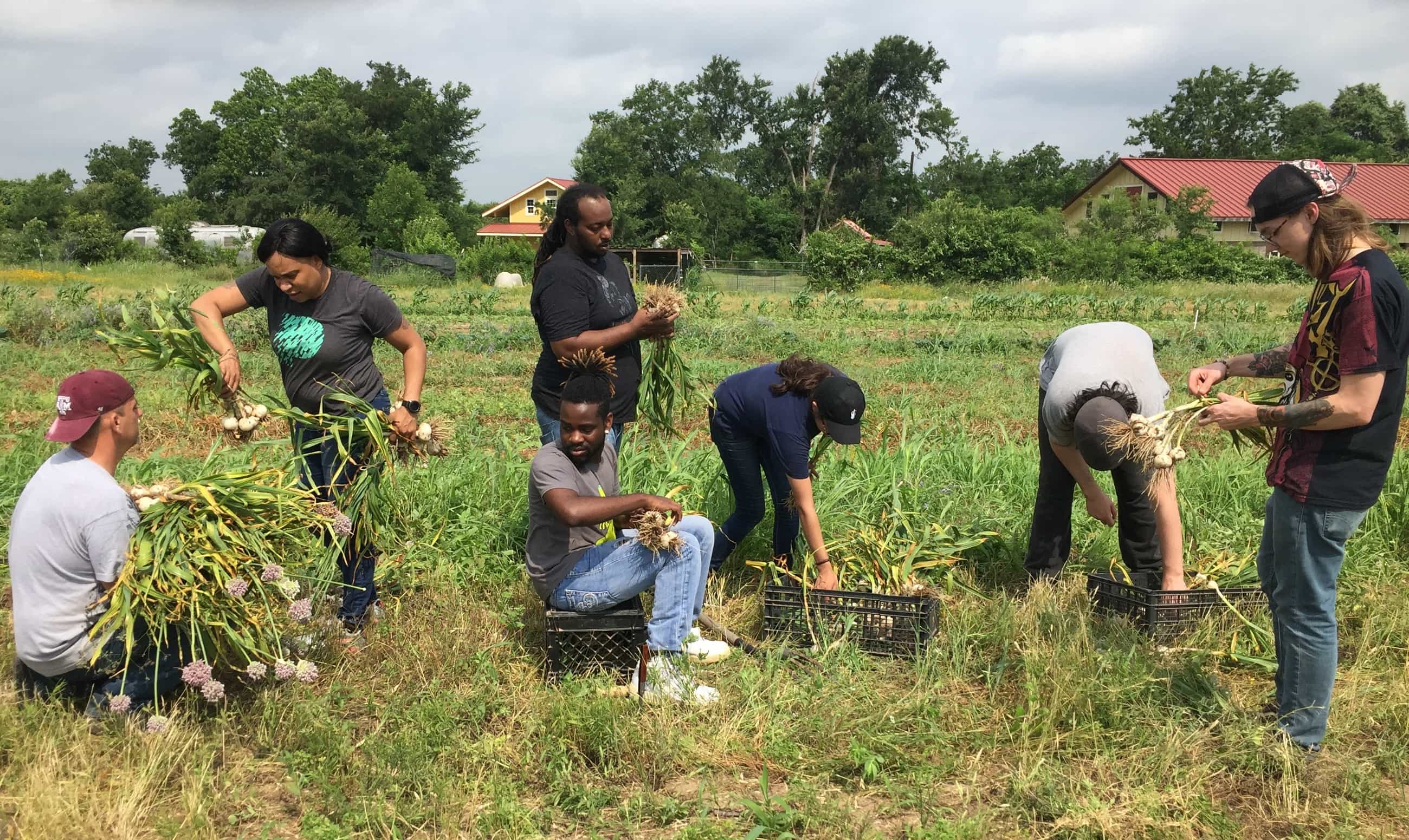 Green Gate Farms | Organic CSA in Austin, TX