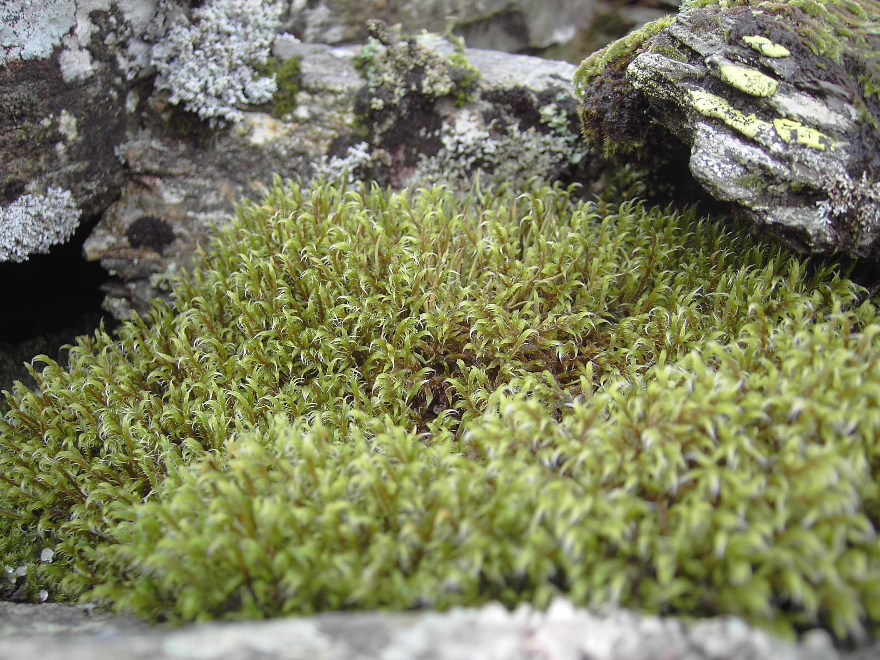 What are Nature Walks and why should I care?