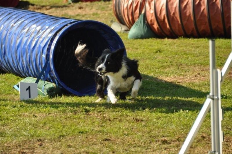 Hundeschule-Kainbach