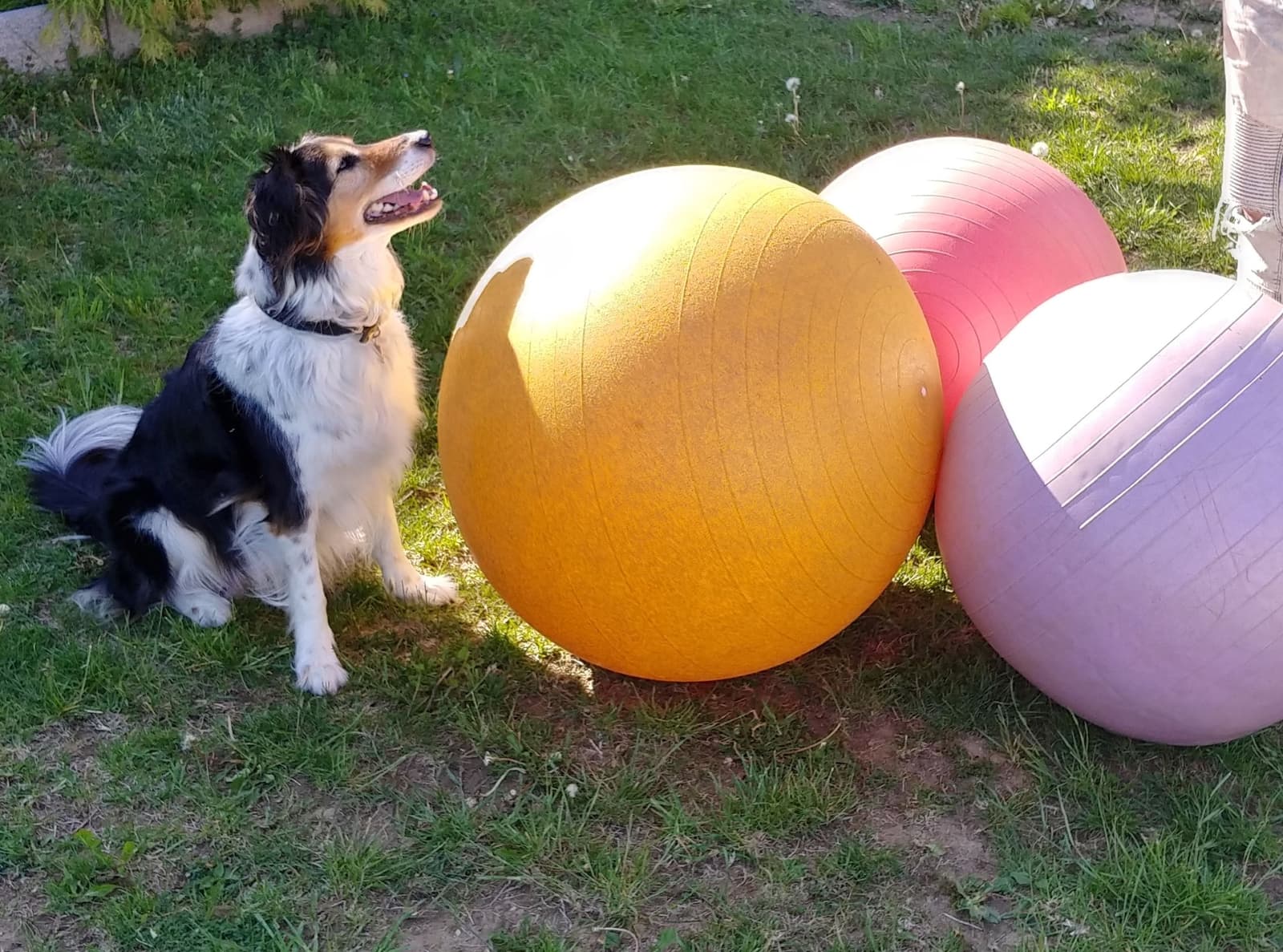 Hundeschule-Kainbach