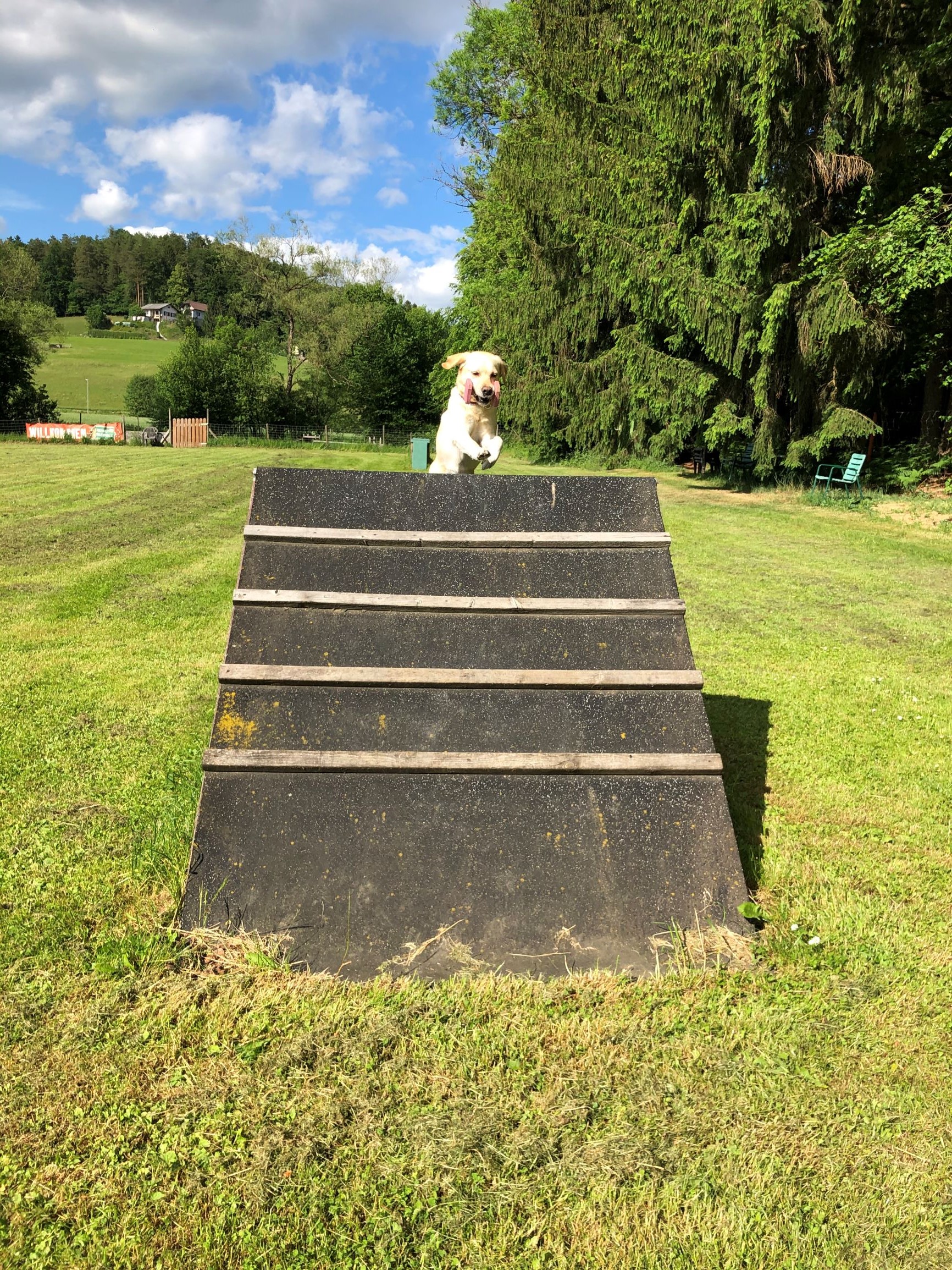 Hundeschule-Kainbach