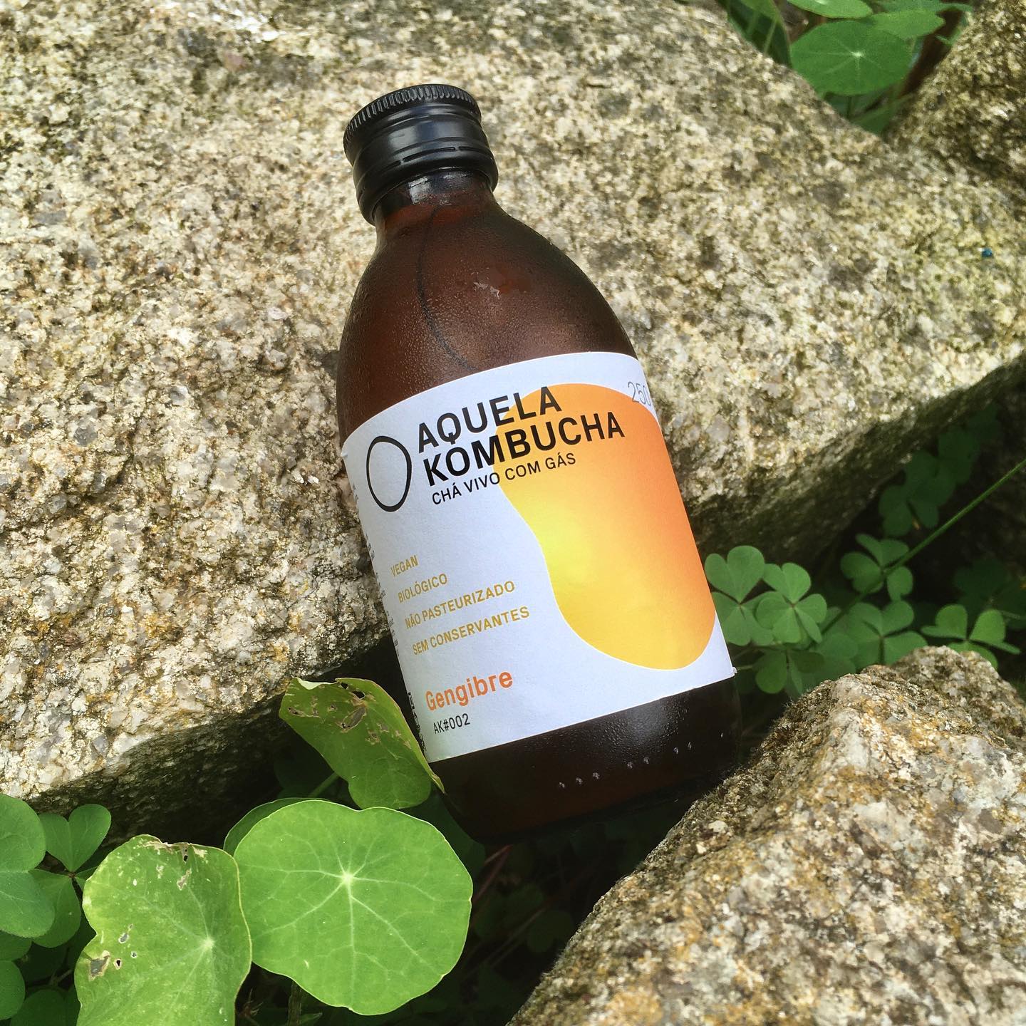 Aquela Kombucha