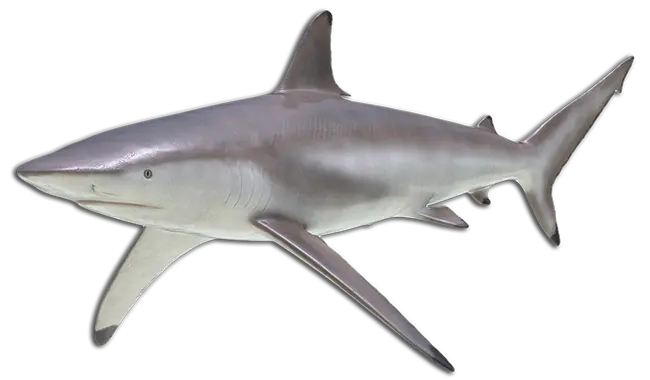 More Louisiana Fish Species