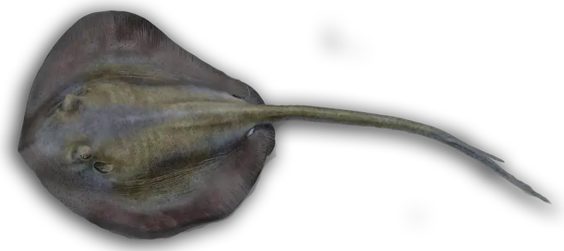 More Louisiana Fish Species