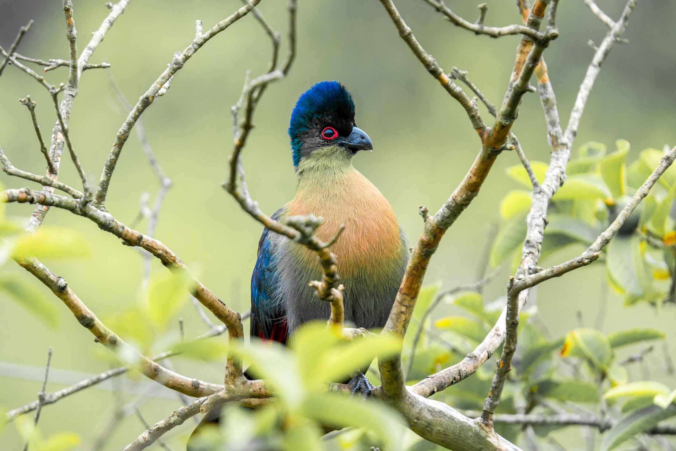 Isambane Safaris - game drives