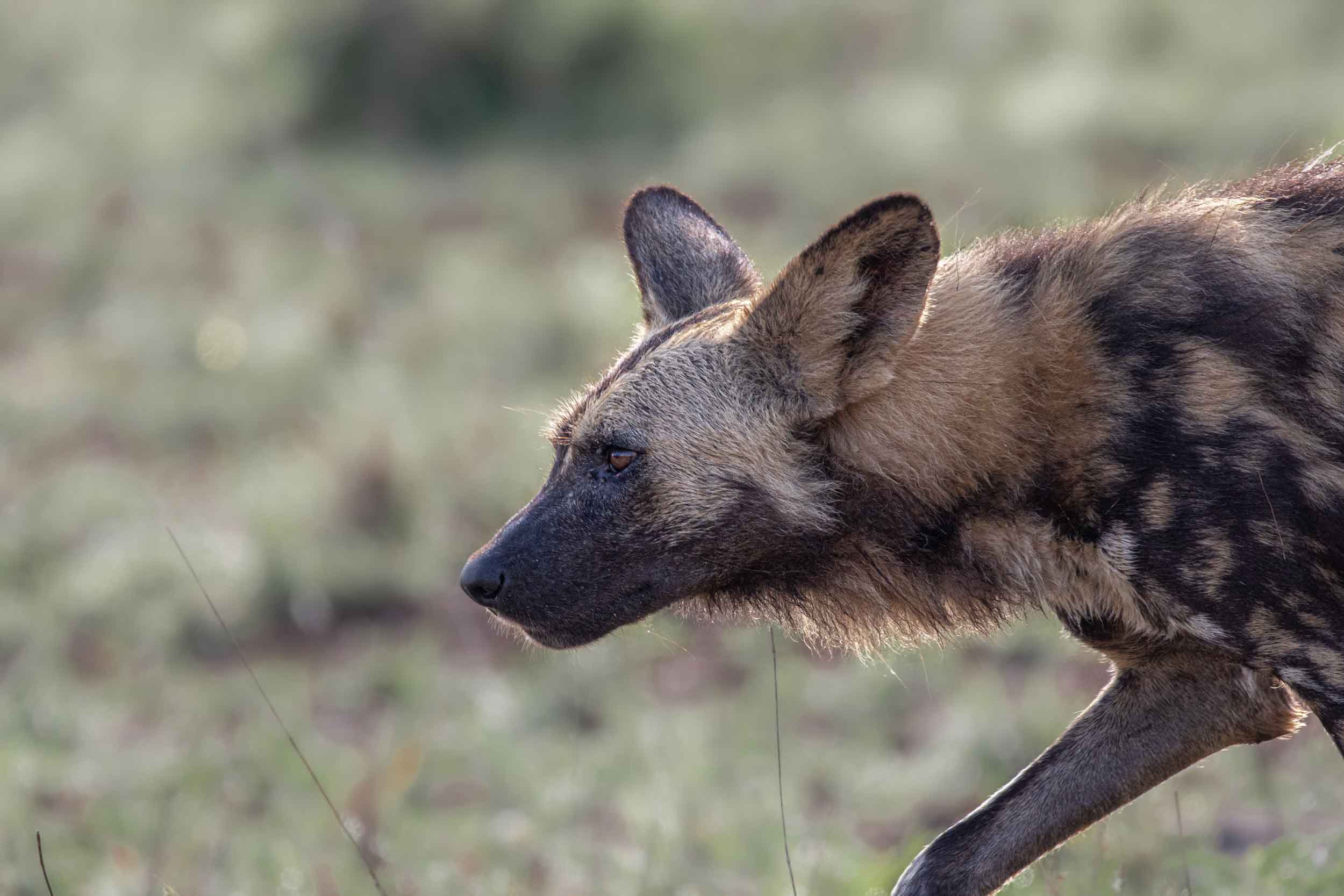 Isambane Blogs - Wild dogs - The dog that never needed a master