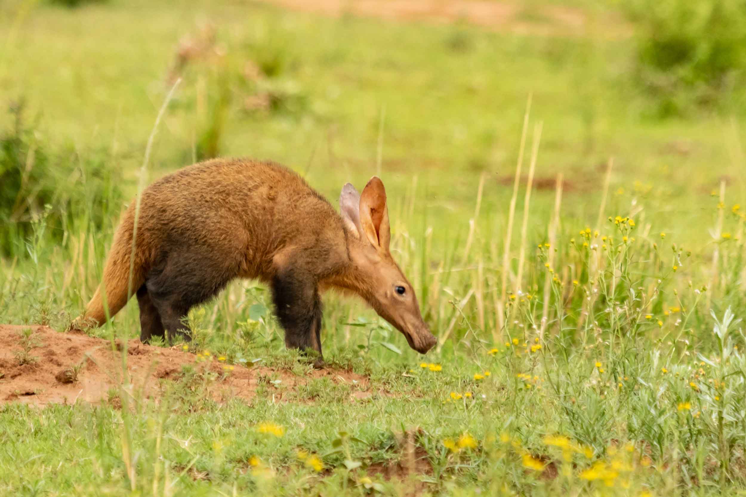Isambane Blogs - Aardvark The Termitenator