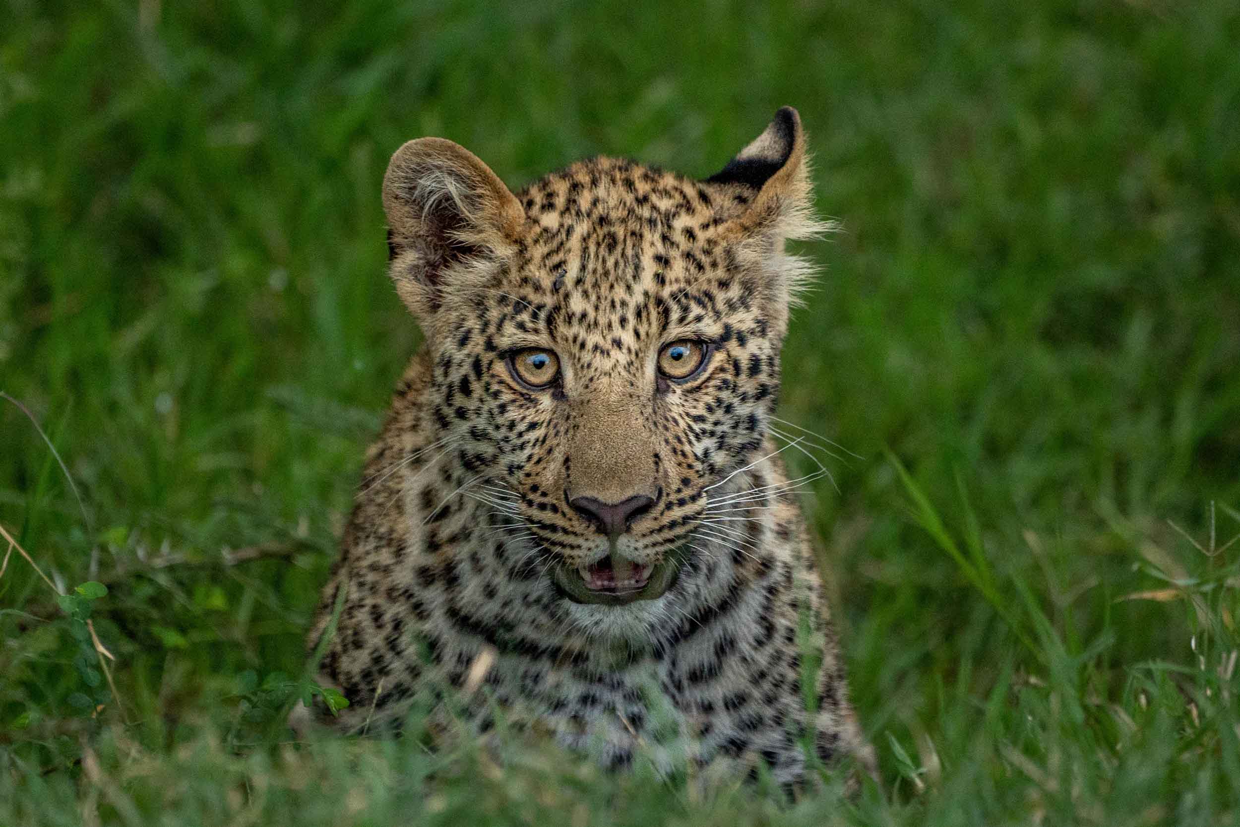 Isambane Blogs - Leopard the silent ghost