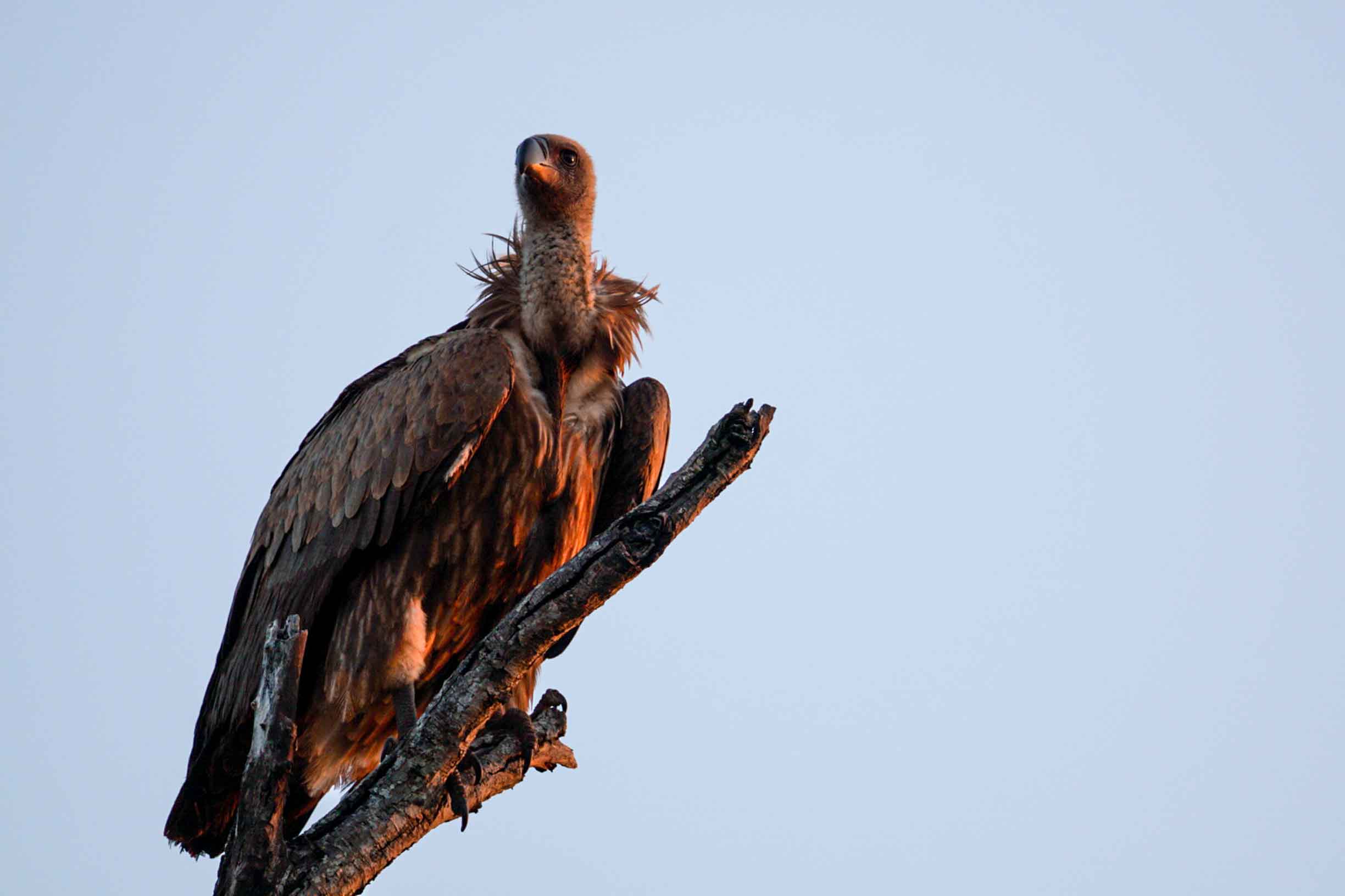 Isambane Blogs - Birding