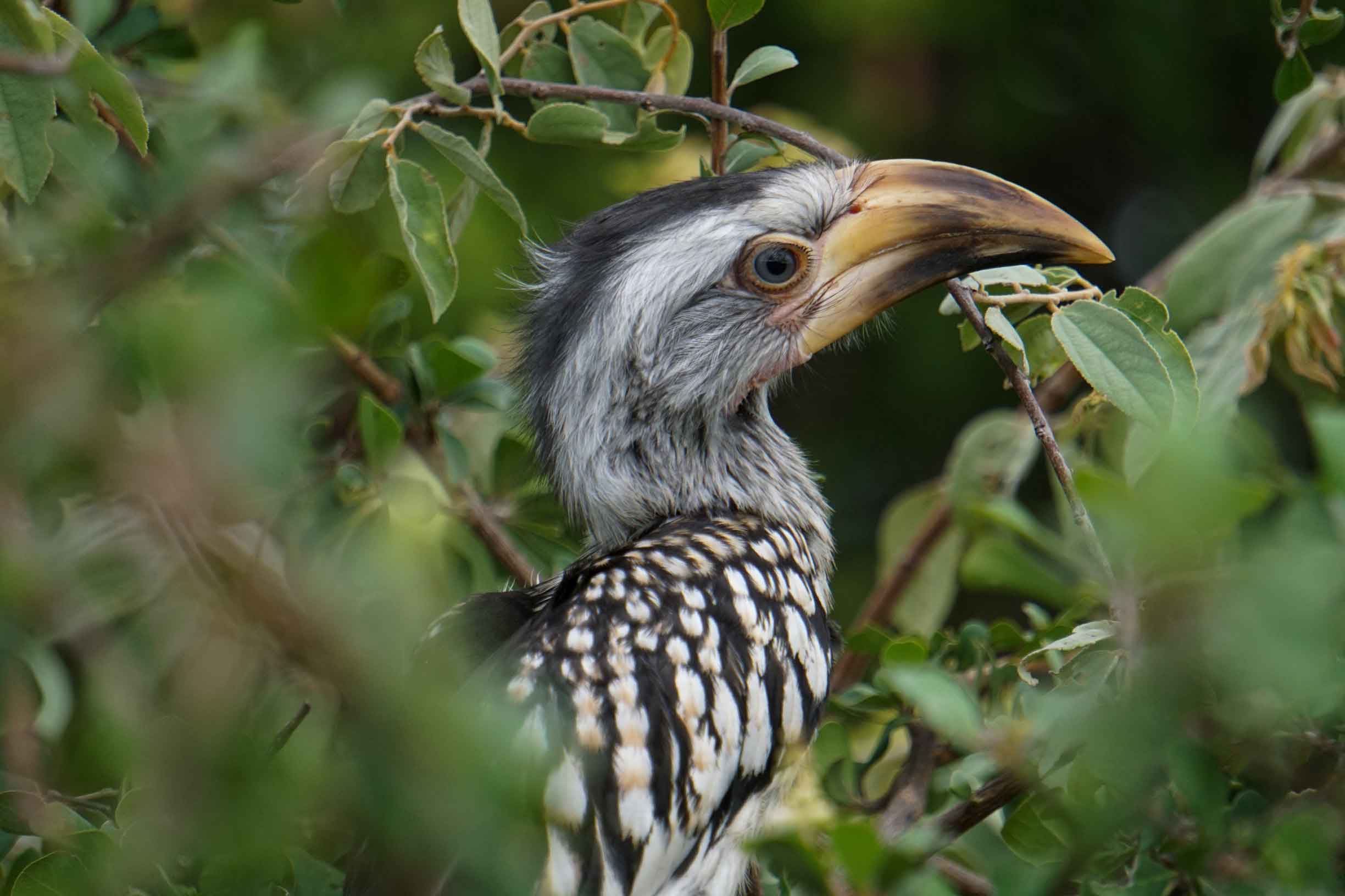 Isambane Blogs - Birding