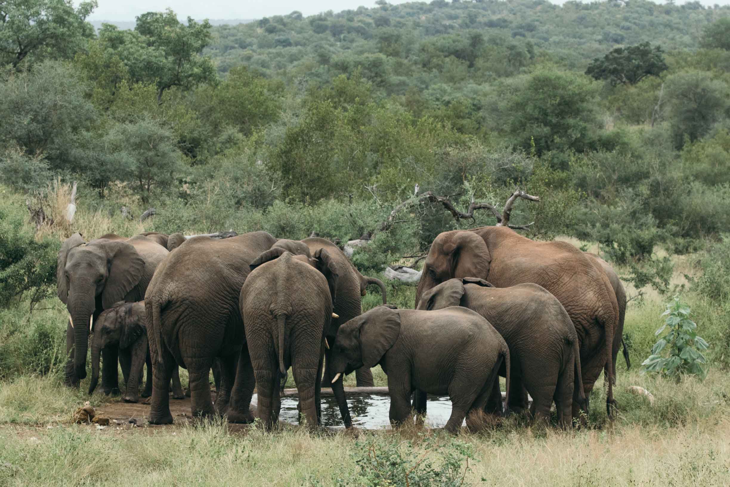 Isambane Blogs - Elephants