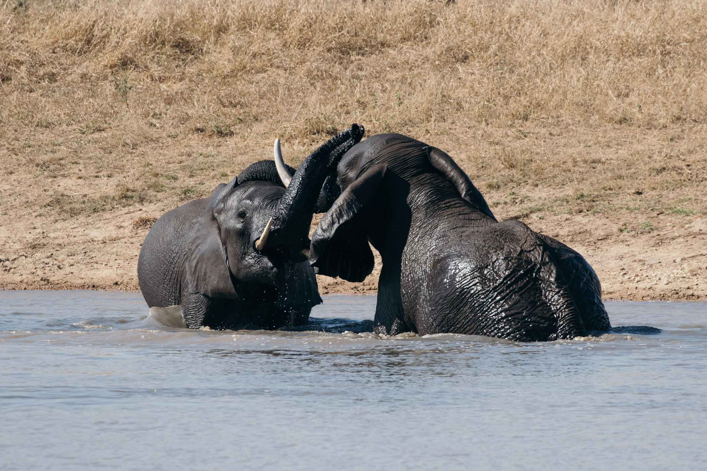 Isambane Blogs - Elephants