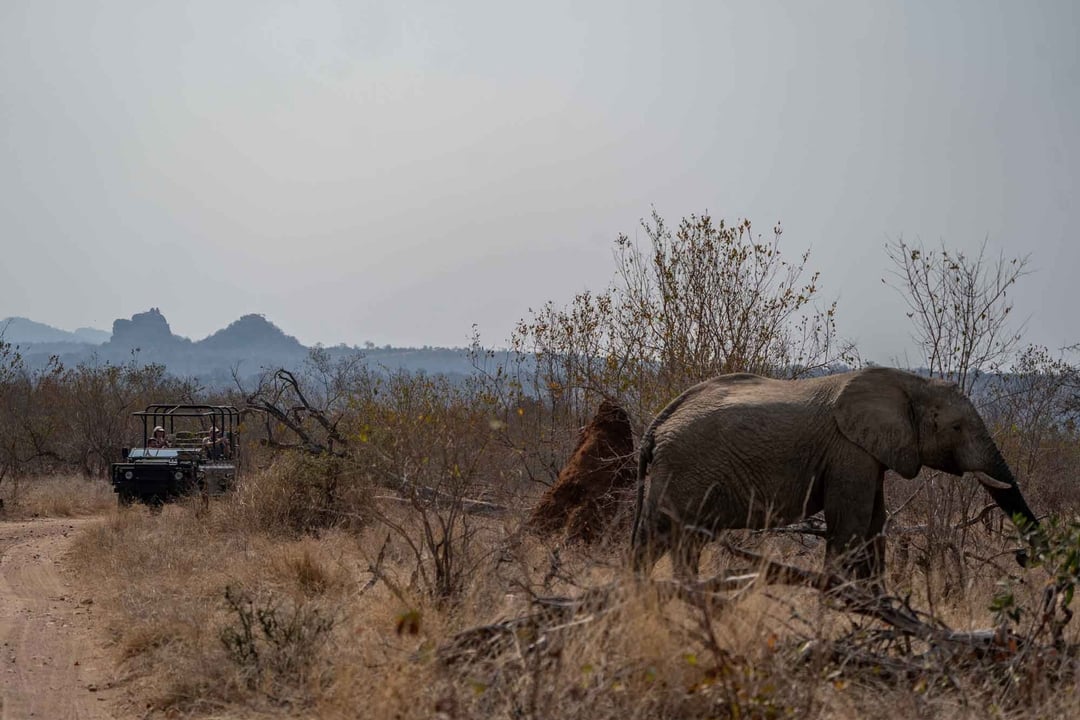 Isambane Safaris - game drives