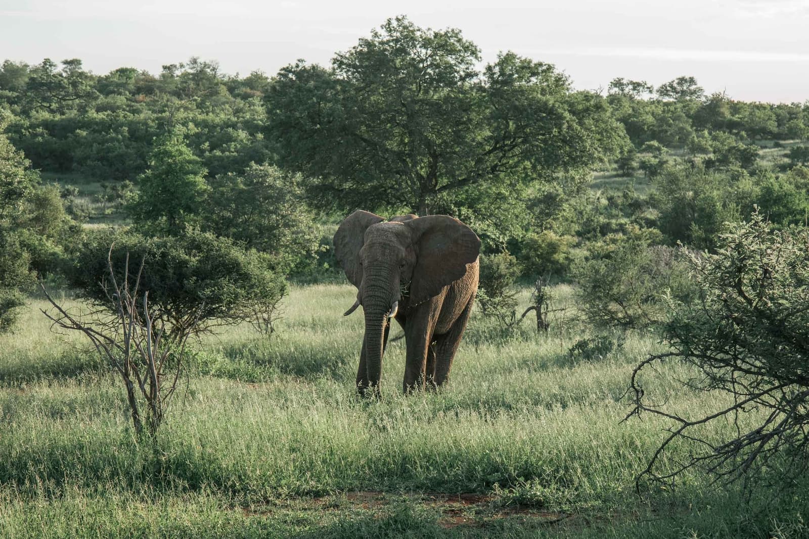 Isambane Adventure Bush Camp