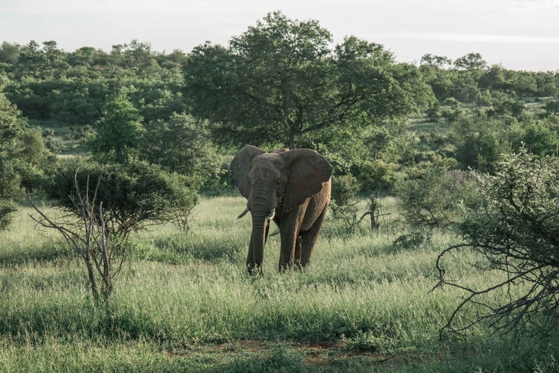 Isambane Adventure Bush Camp