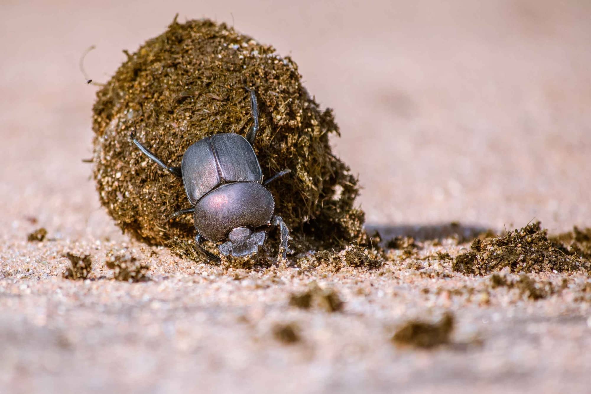 Isambane Adventure Bush Camp