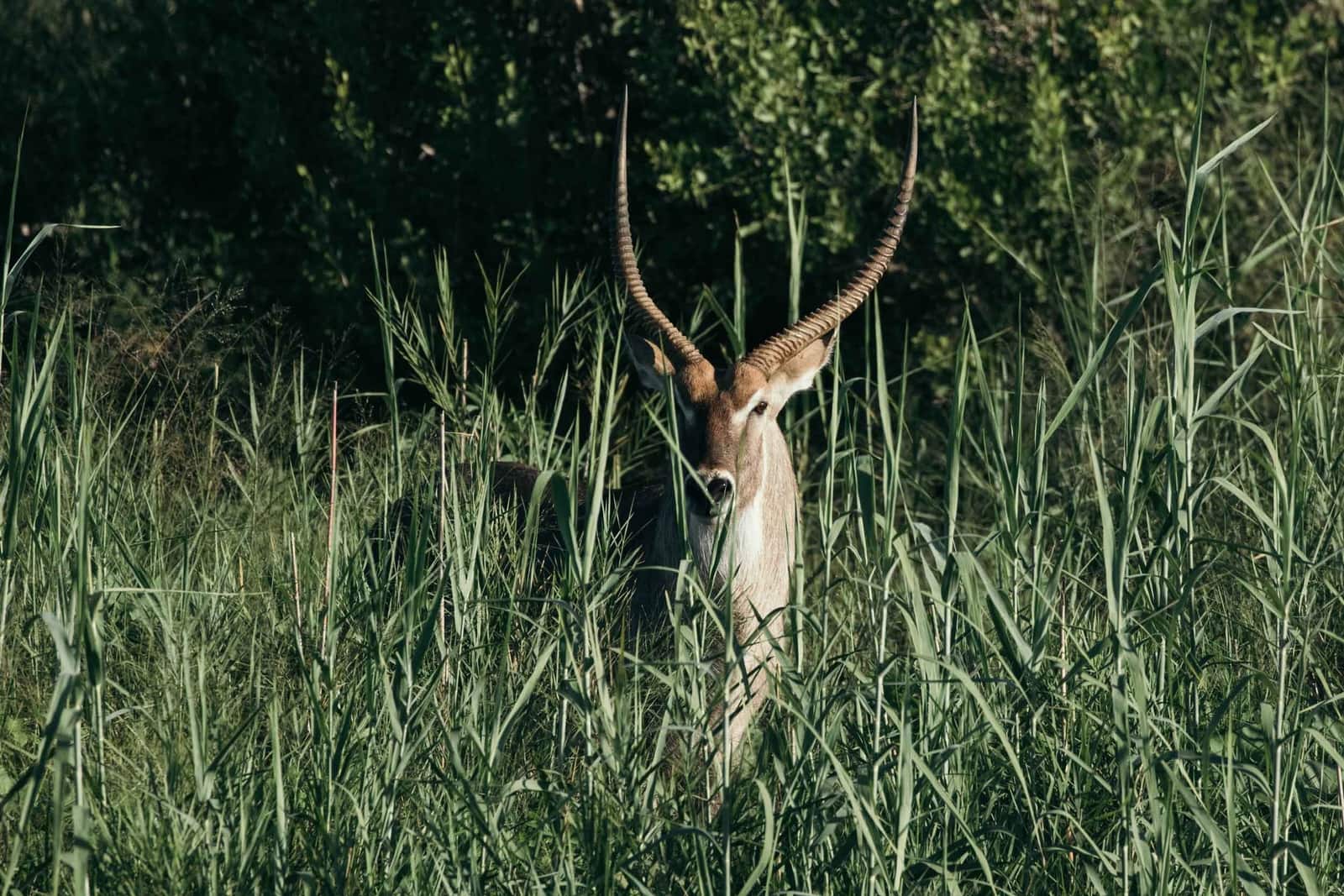 Isambane Camp - Gallery | Safaris in the Greater Kruger