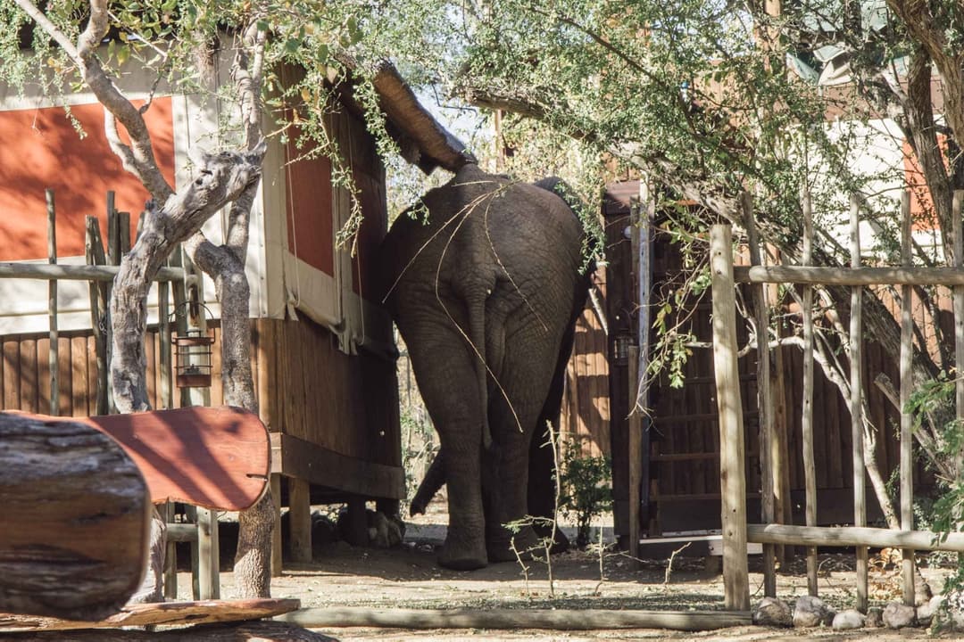 Experience Isambane - Eco Bush Camp