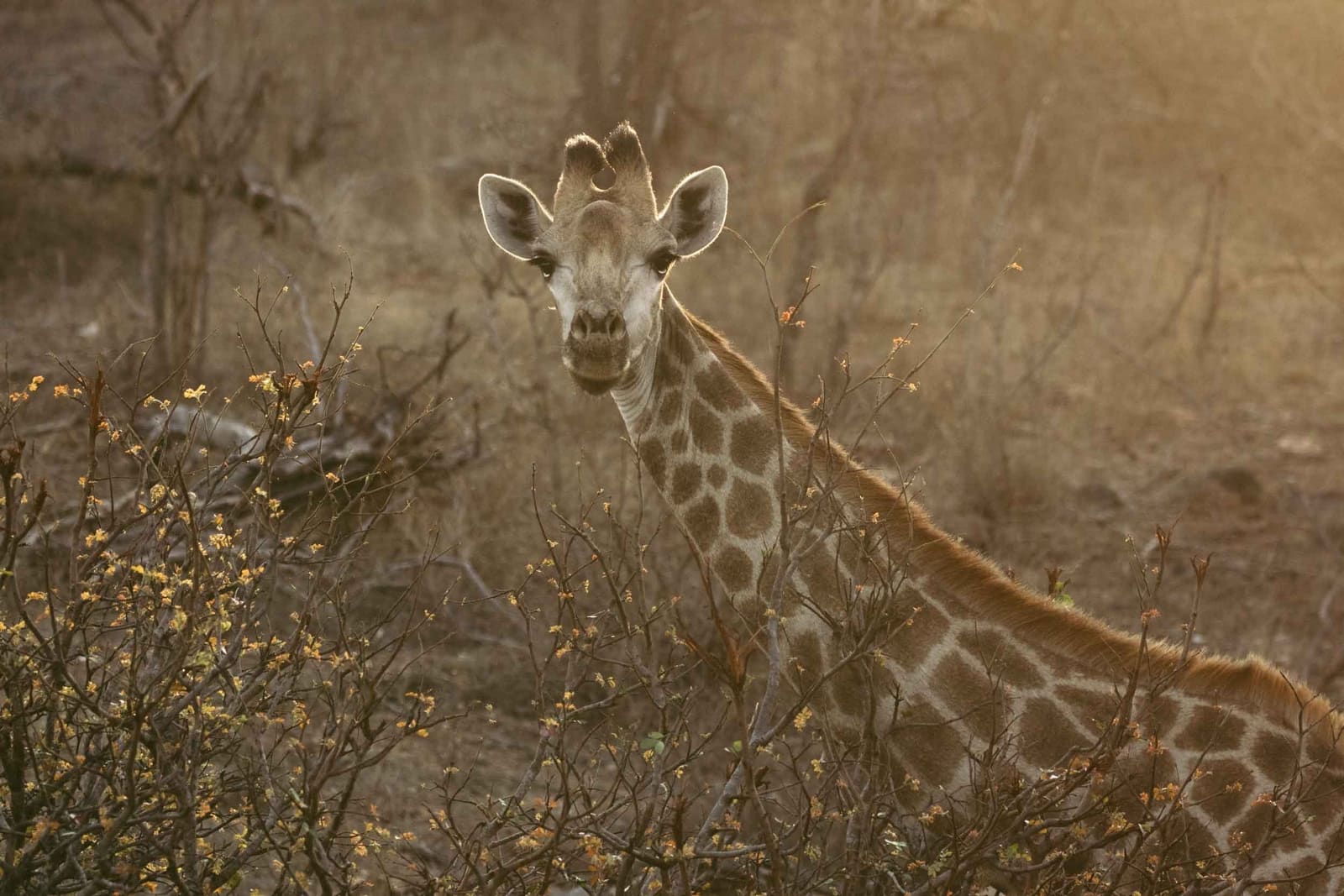 Isambane Camp - Gallery | Safaris in the Greater Kruger