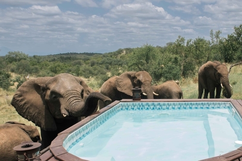 Isambane Blogs - 5 Reasons To Visit Isambane Camp