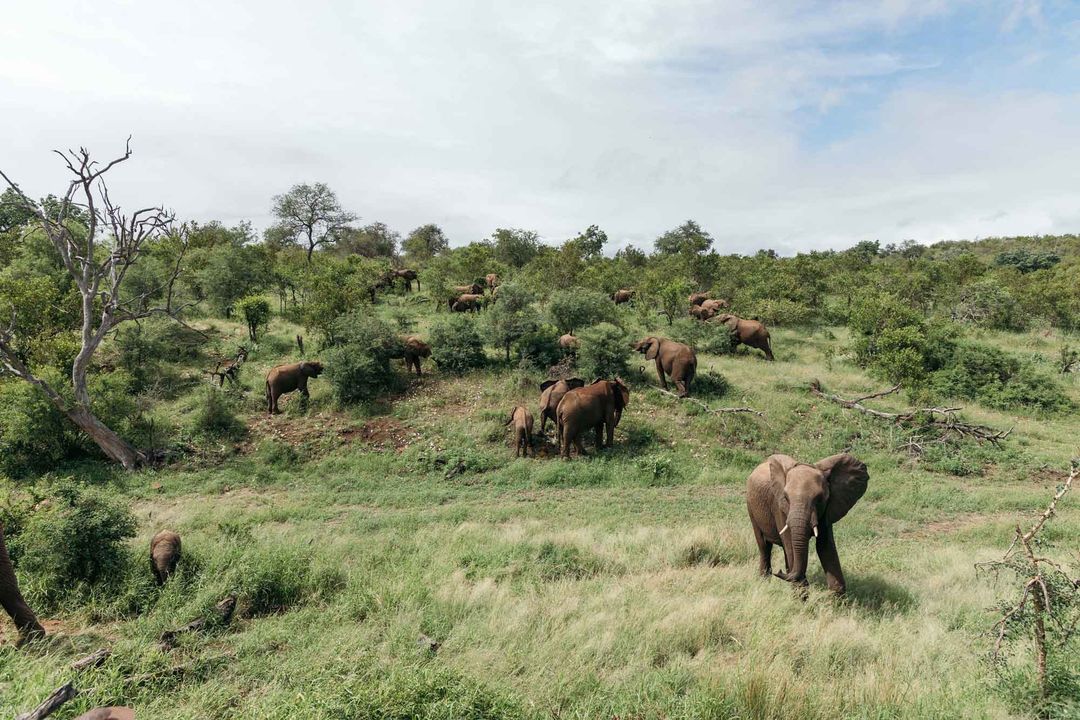 Experience Isambane - Eco Bush Camp