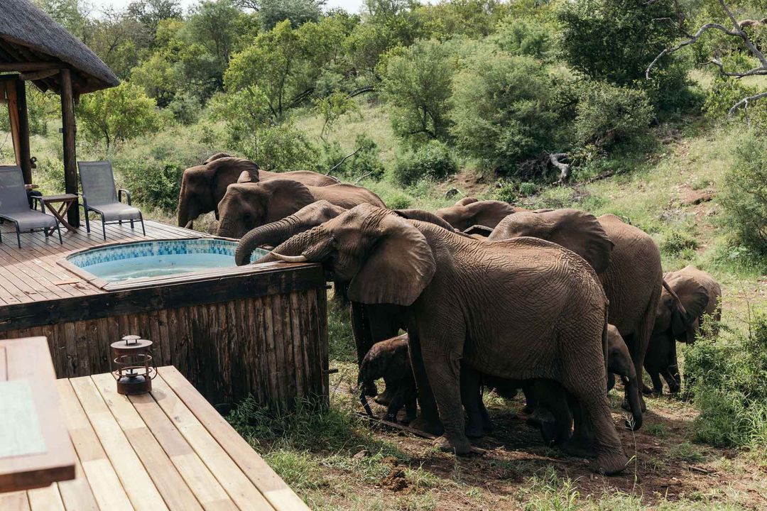 Experience Isambane - Eco Bush Camp