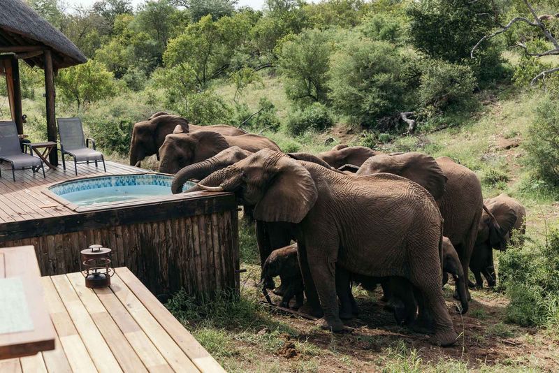 Experience Isambane - Eco Bush Camp