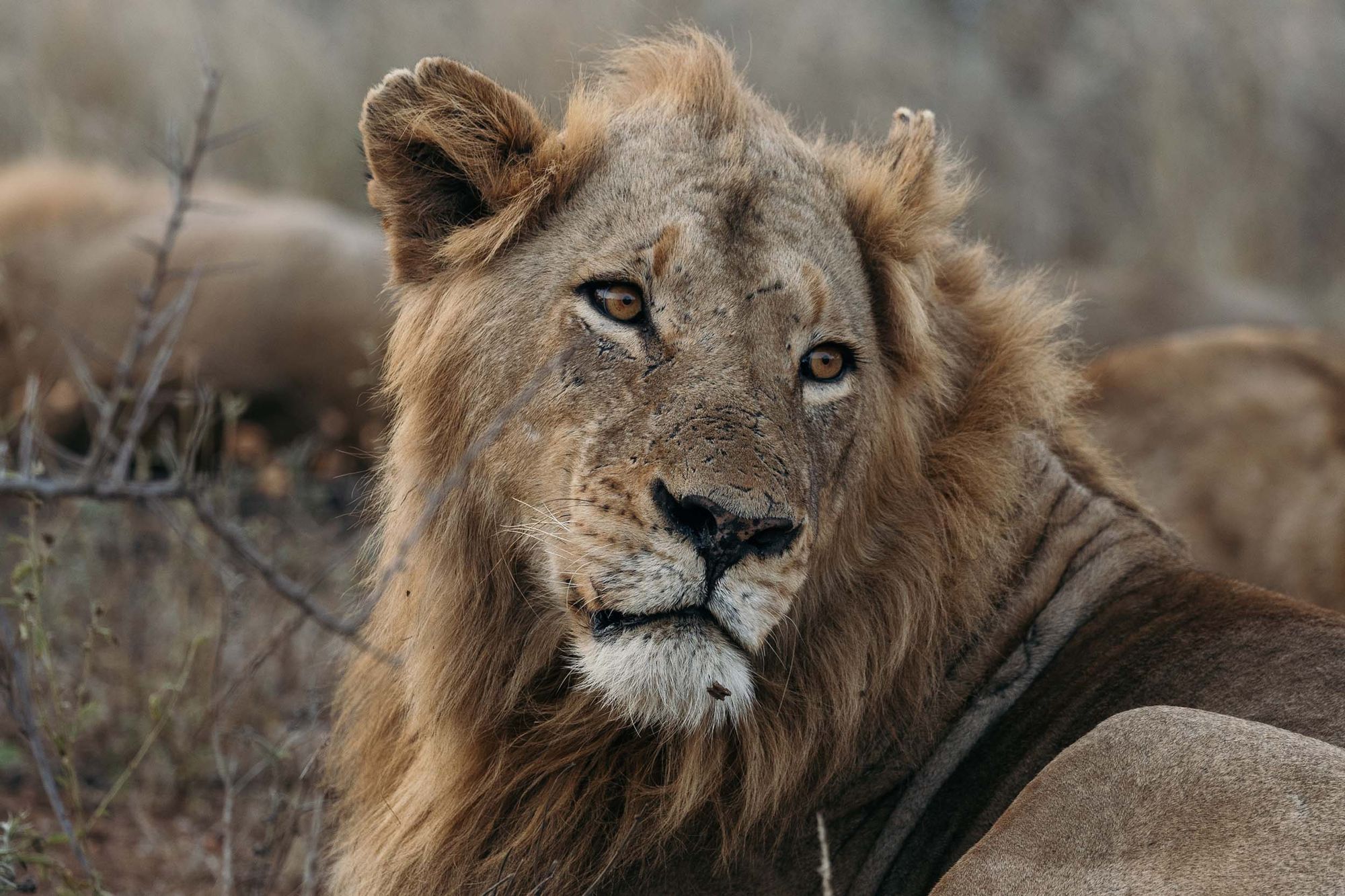 Isambane Blogs - The African Lion (Panthera Leo)