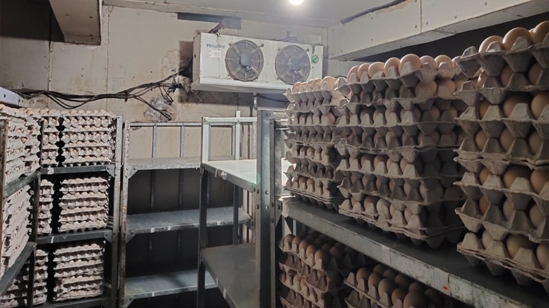 Egg Cold Storage System