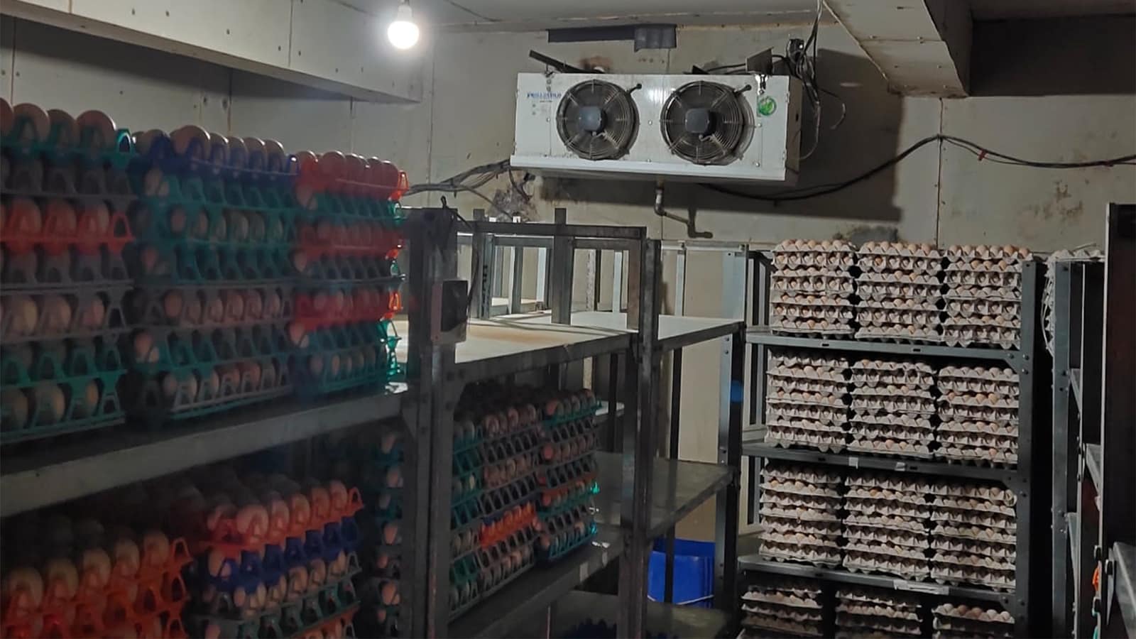 Egg Cold Storage System