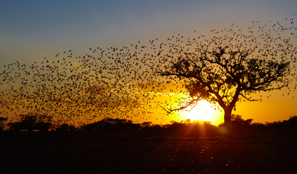 Wild Wonderful World | How do birds navigate their migrations?