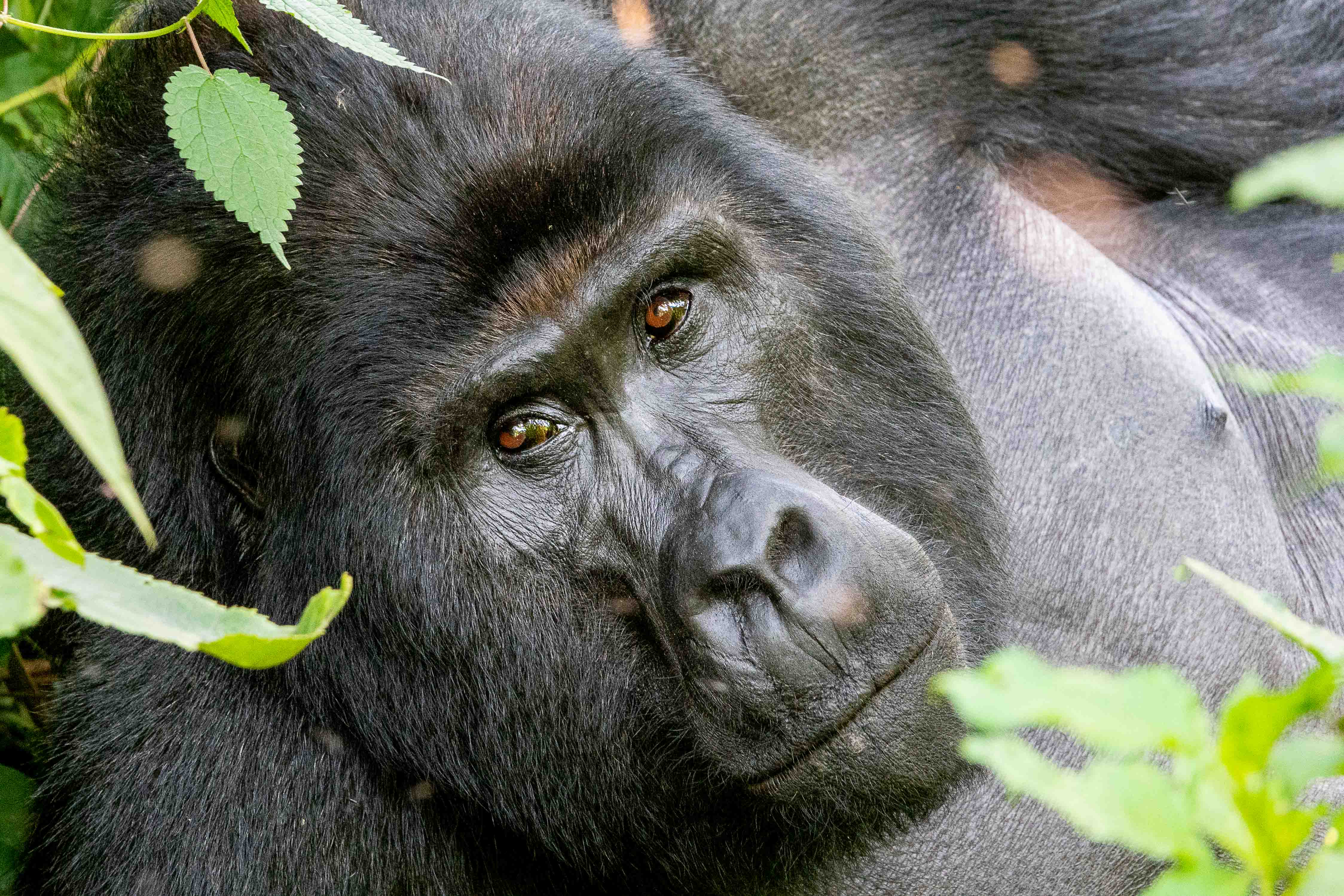 Wild Wonderful World | Where to see Gorillas in the wild | Travel ...