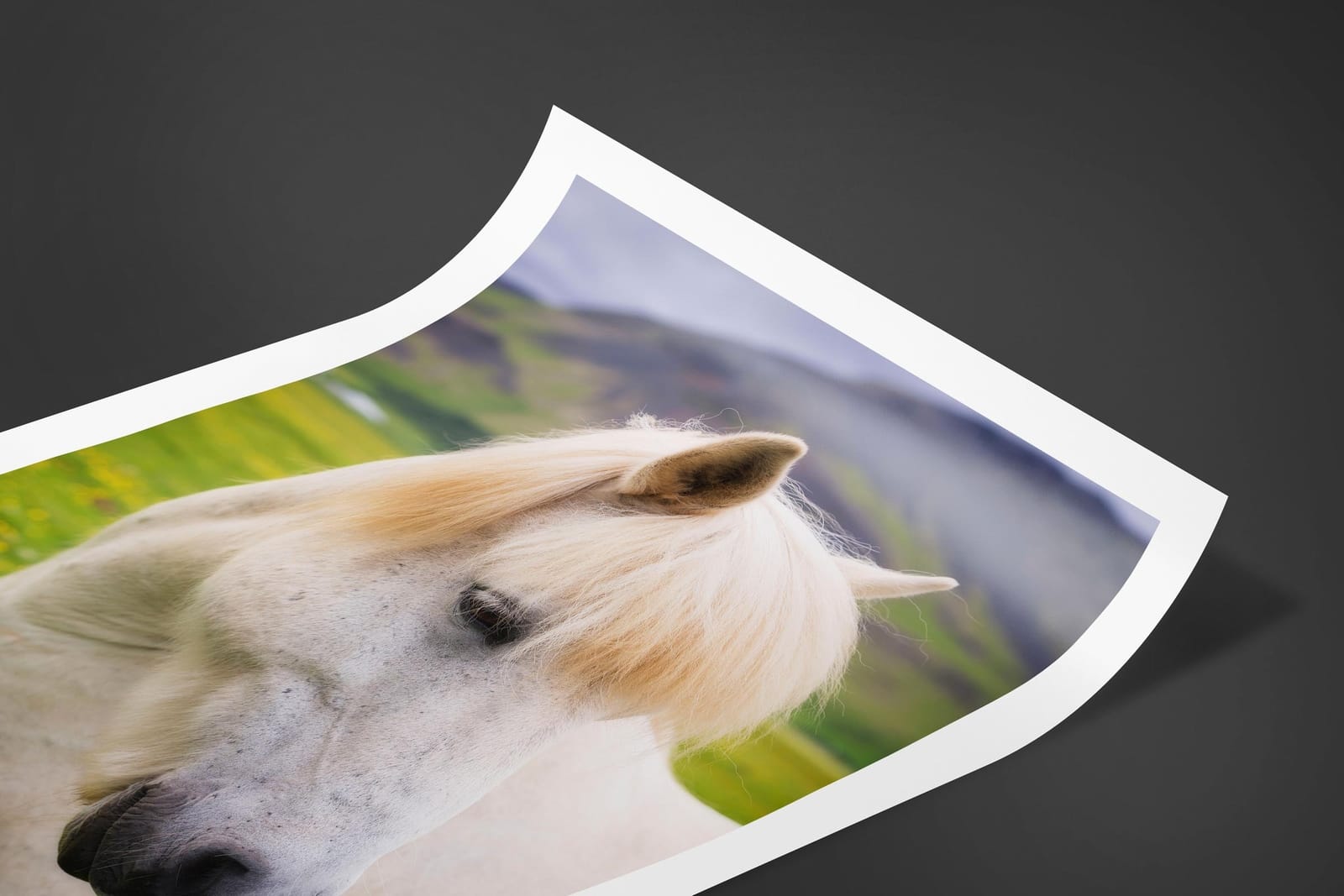 Angelic | Horse in Ring Road | Brent Goldman Photography