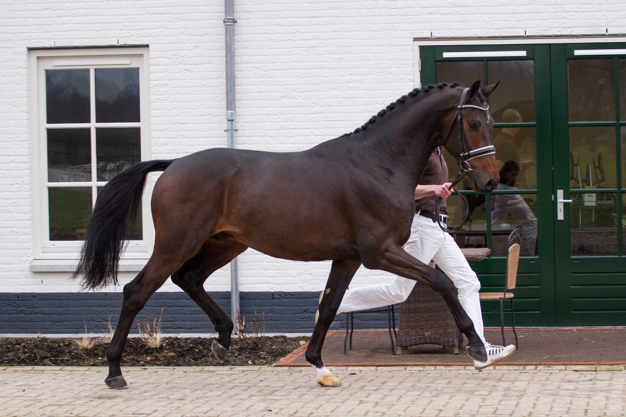 Horses