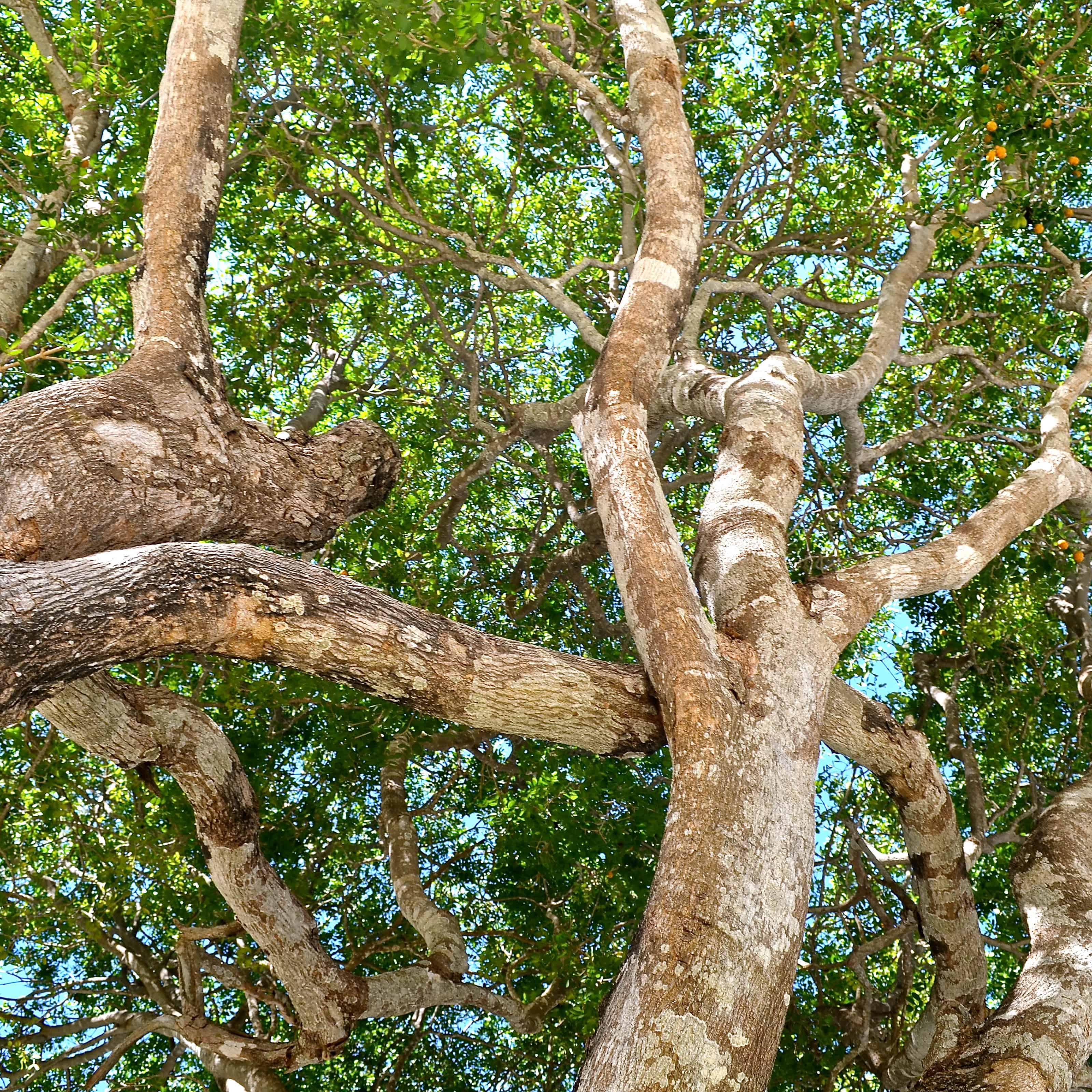 Sunshine Nursery, Turks and Caicos
