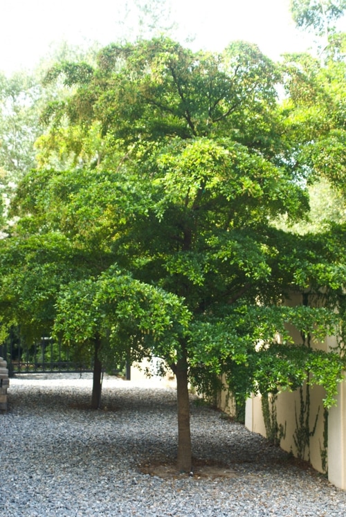 Tree Catalogue