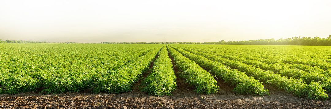 Granular and Prilled Urea Fertilisers | Thomas Bell Fertiliser