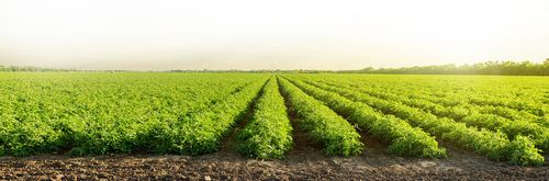 Diamond Fertilisers Granular Urea 46%N | Thomas Bell