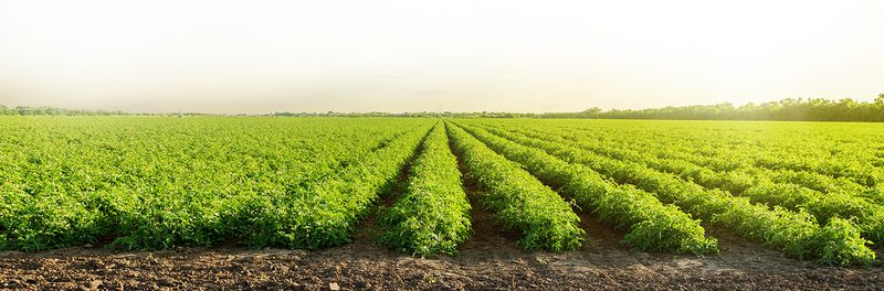 Diamond Fertilisers Granular Urea 46%N | Thomas Bell