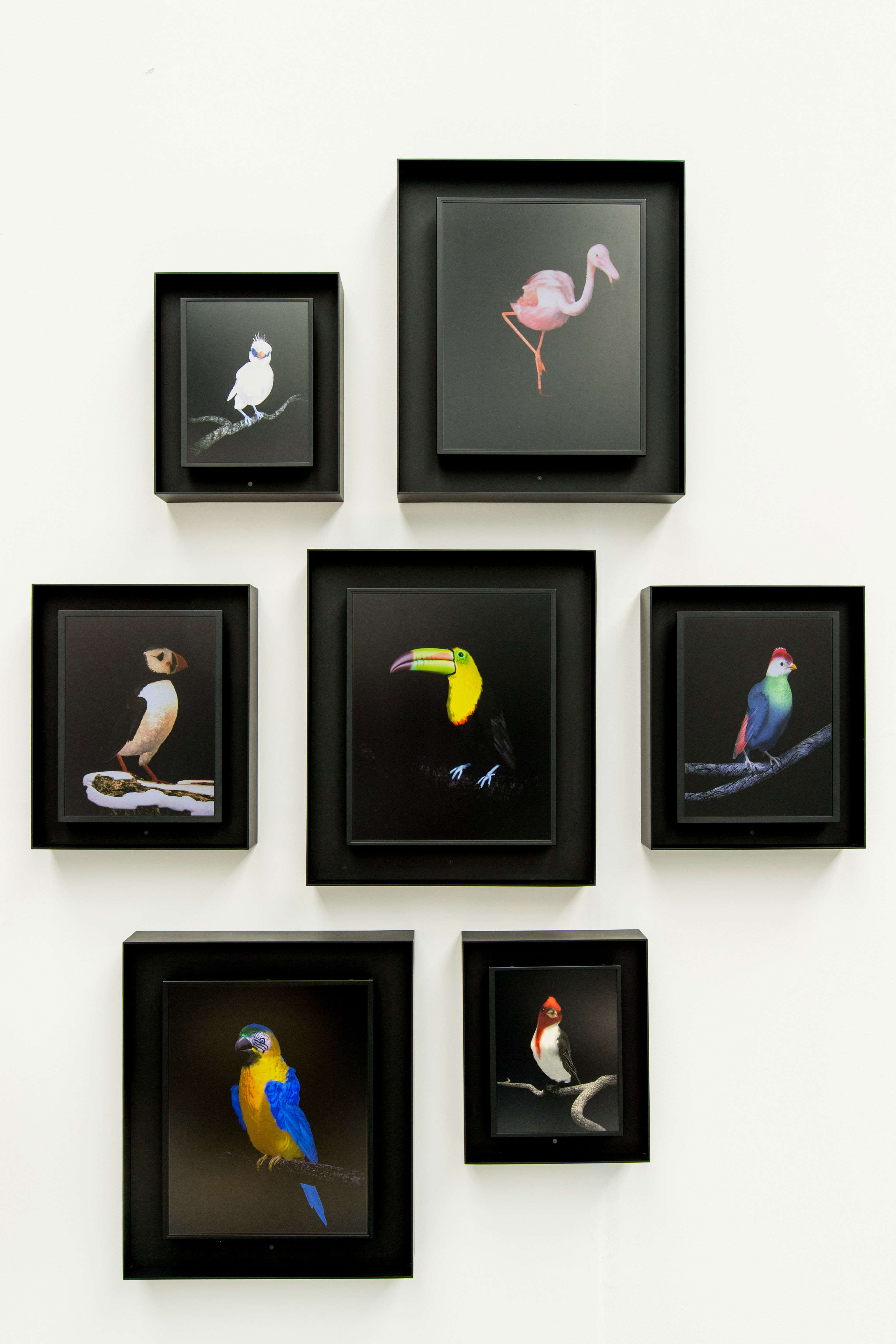 Ruffled: Salmon Crested Cockatoo