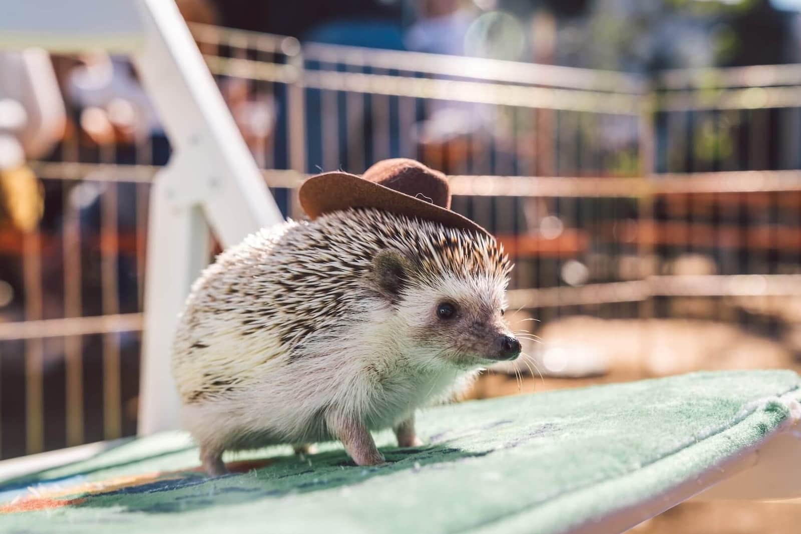 Adorable Animal Experiences | Tiny Tails to You