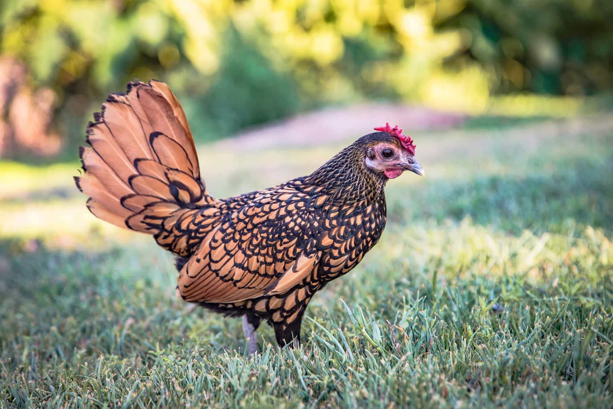 Miniature Chickens | Tiny Tails to You