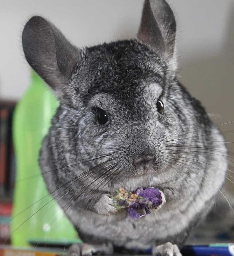 Chinchillas | Tiny Tails to You