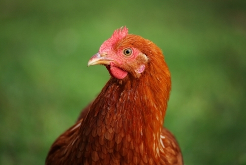 Miniature Chickens | Tiny Tails to You