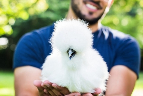 Miniature Chickens | Tiny Tails to You