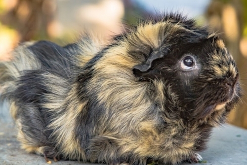Guinea Pigs | Tiny Tails to You