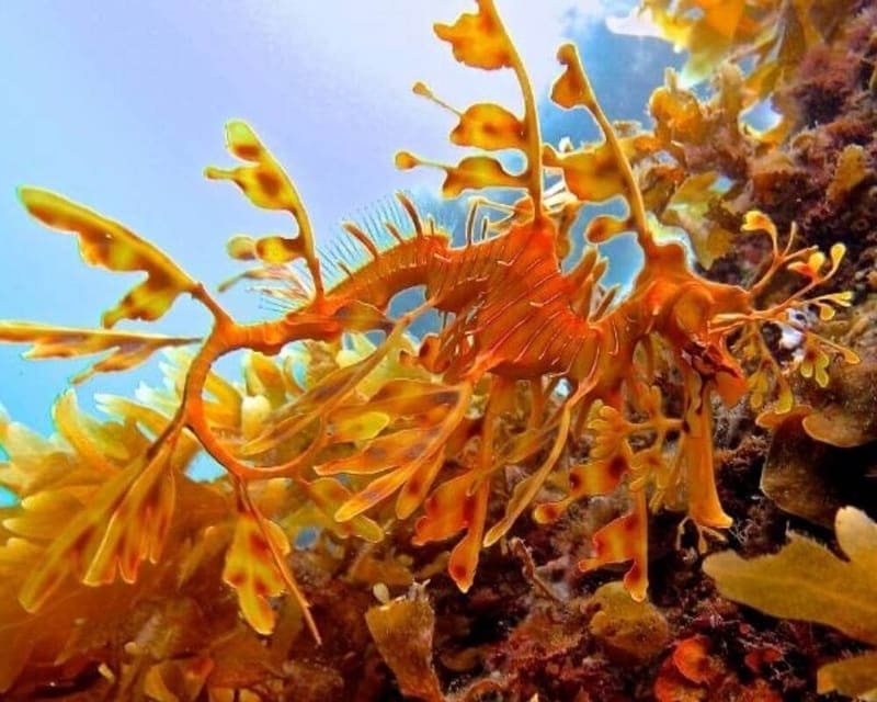 5 Magical and Mysterious Animals You Should Know About | Tiny Tails to You