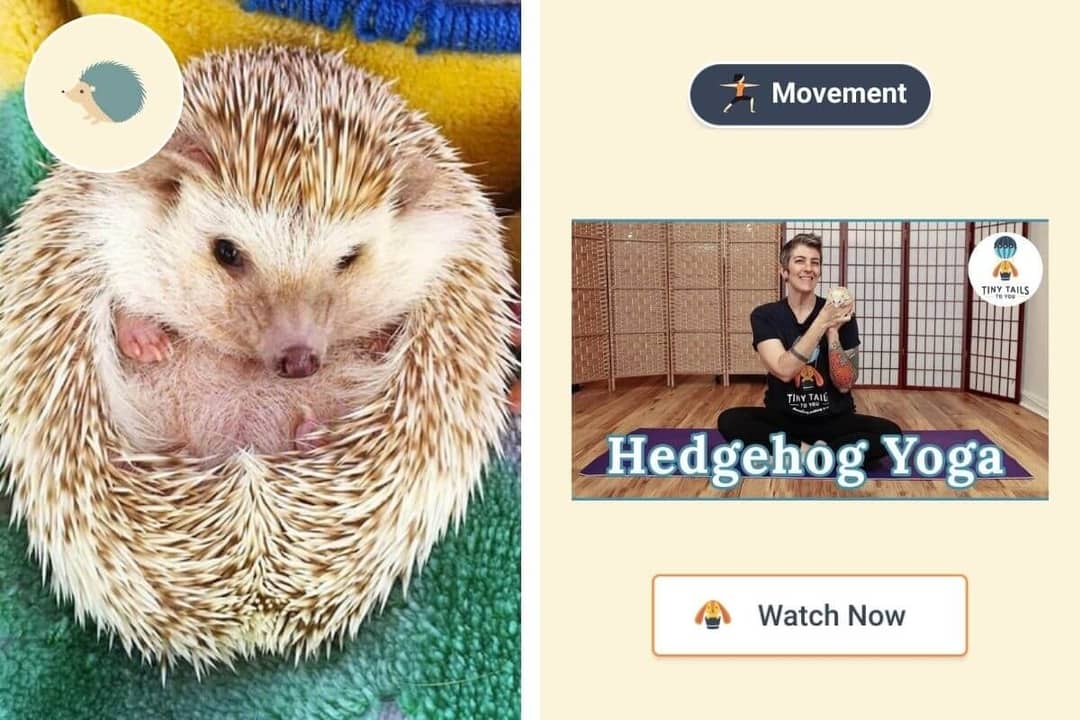 Activity Sheets | Tiny Tails to You