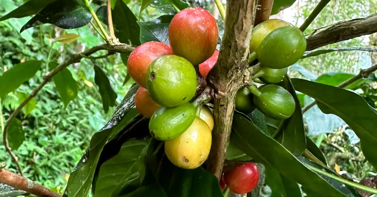 Coffee Farming: How Land Affects Flavor & Body of Coffee